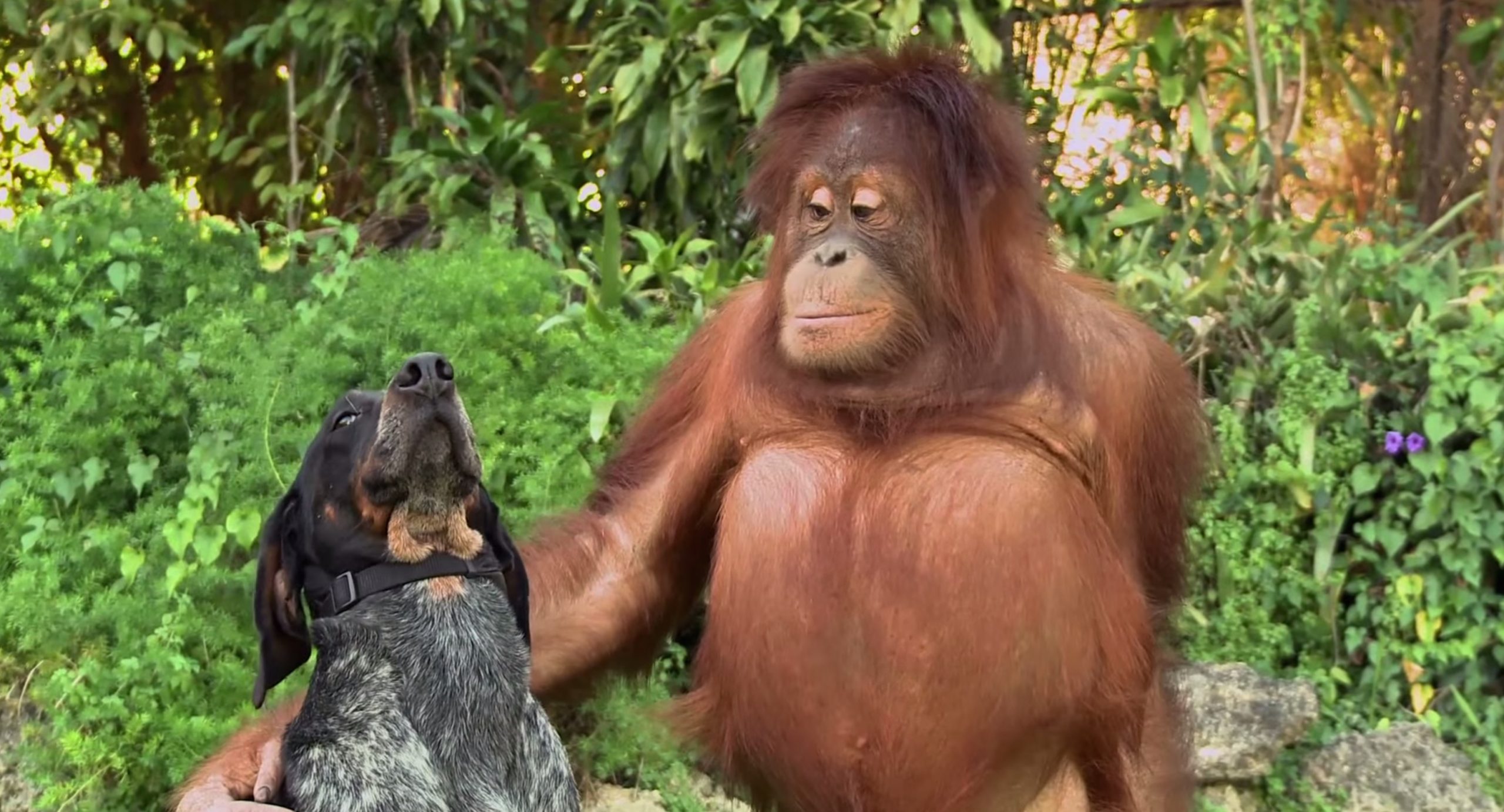 Android - Friends Furever : Google affiche sa différence avec des ...